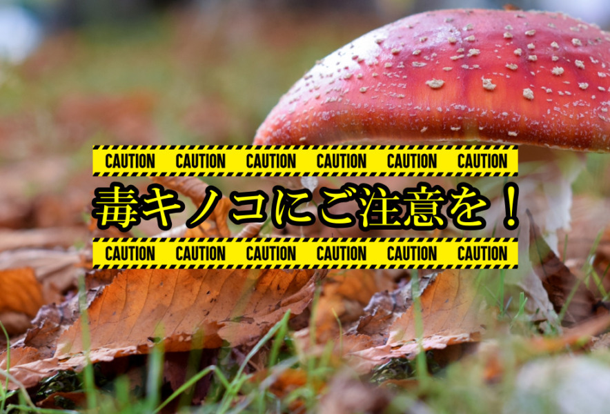 危険!毒キノコにご注意を!間違えやすい毒キノコと食中毒の発生状況について ふくやまつーしん